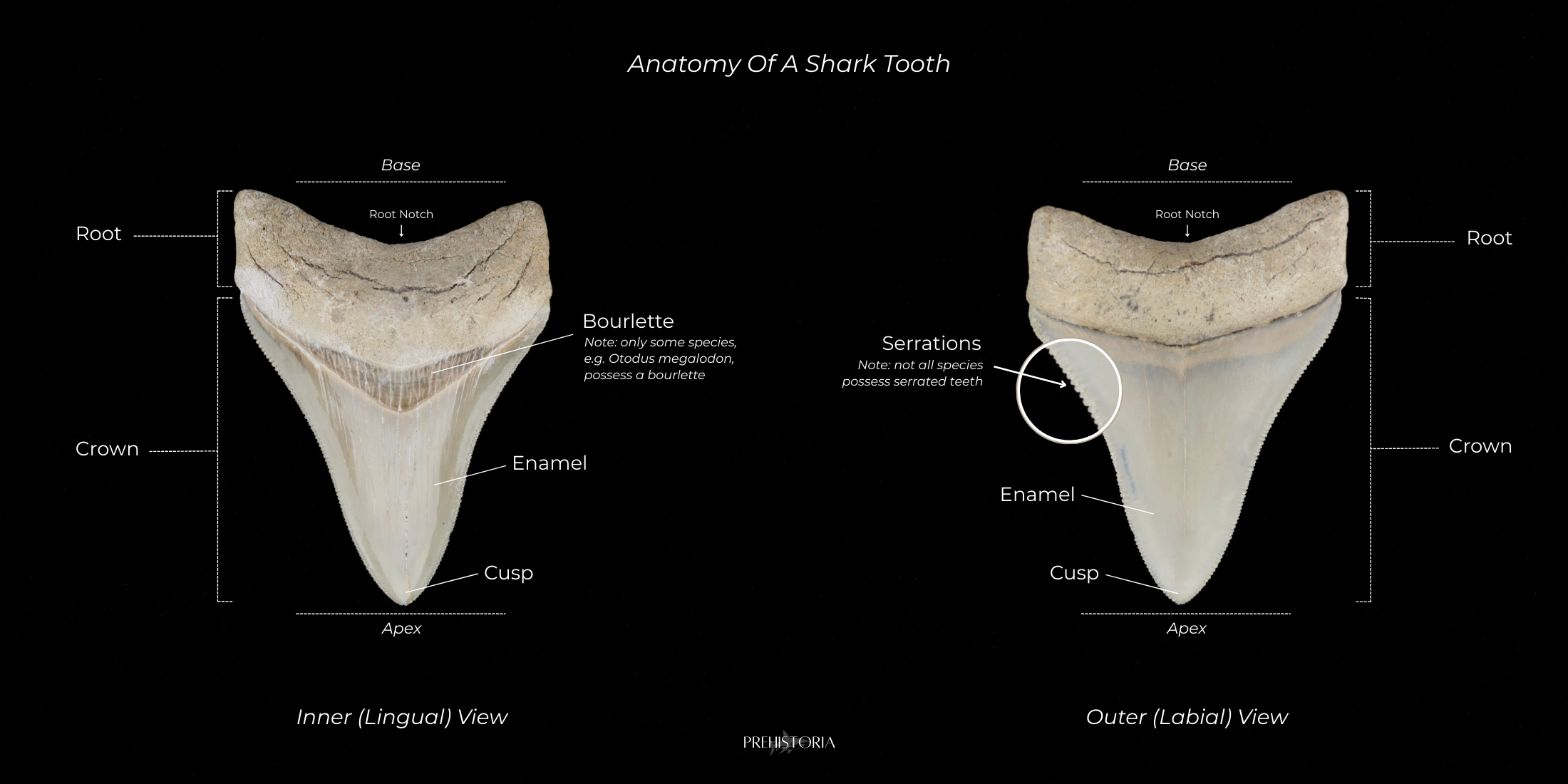 Shark Tooth Anatomy Guide: Complete Visual Reference – Prehistoria